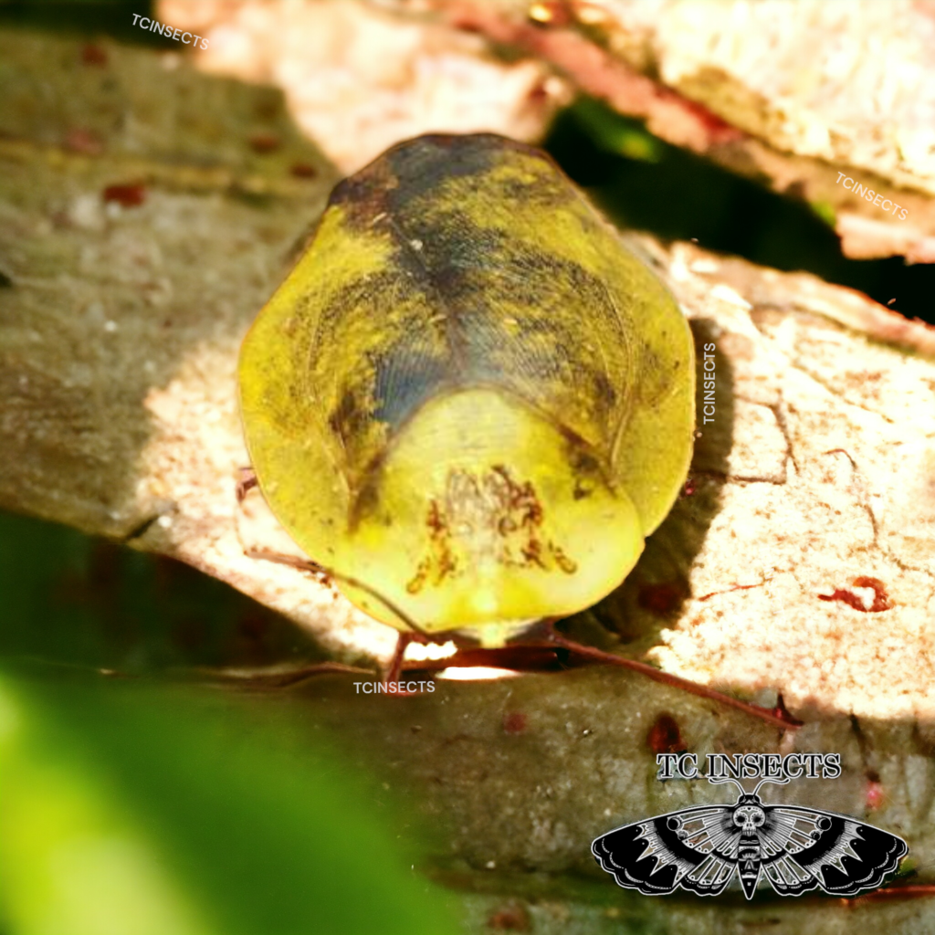 Gyna lurida 'Yellow' Roaches - TC INSECTS