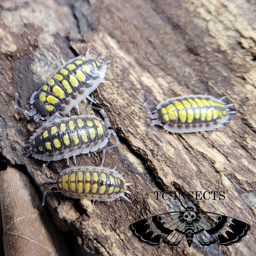 Porcellio Haasi 'High yellow' - TC INSECTS