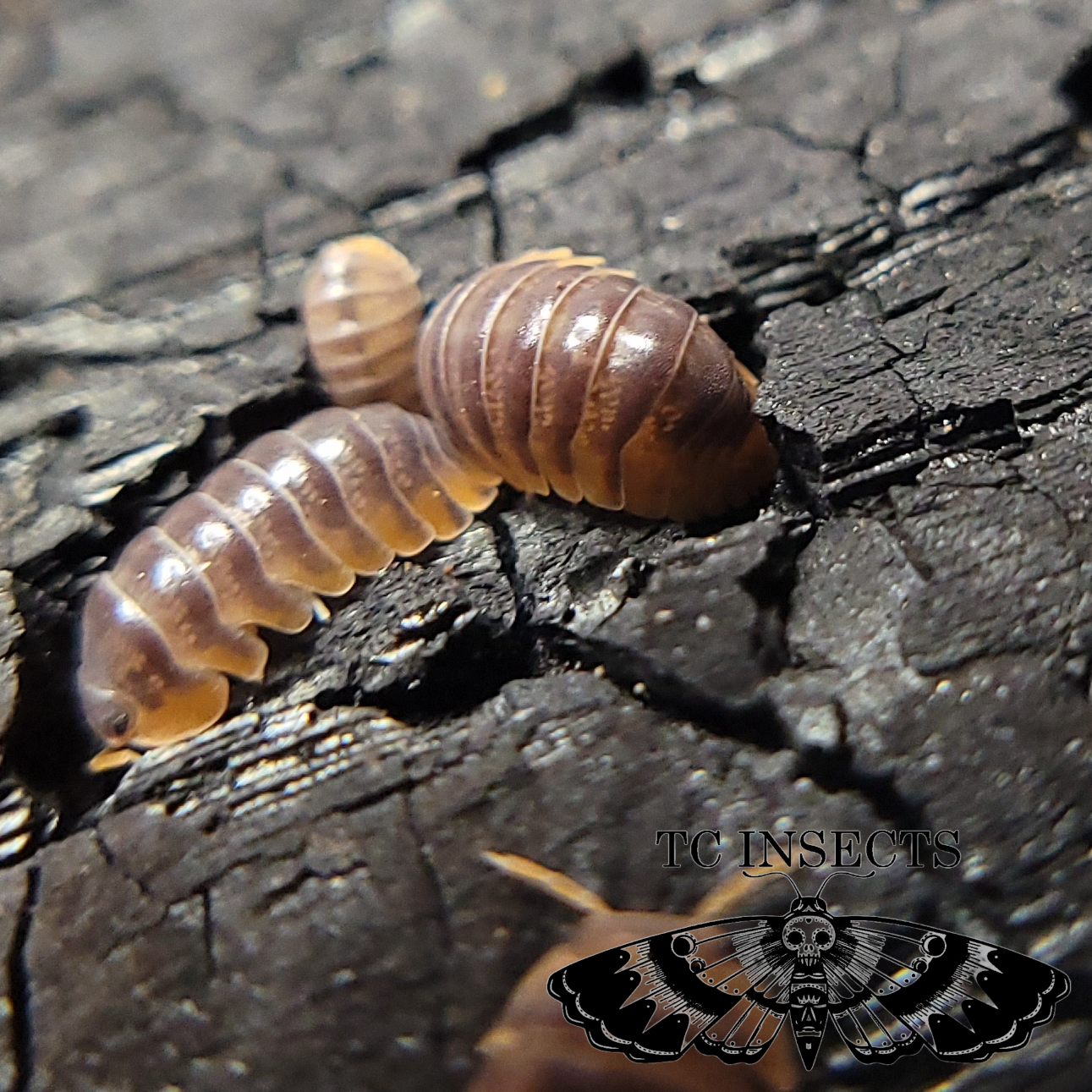 Cubaris Iriomotensis 'Miyako' - TC INSECTS