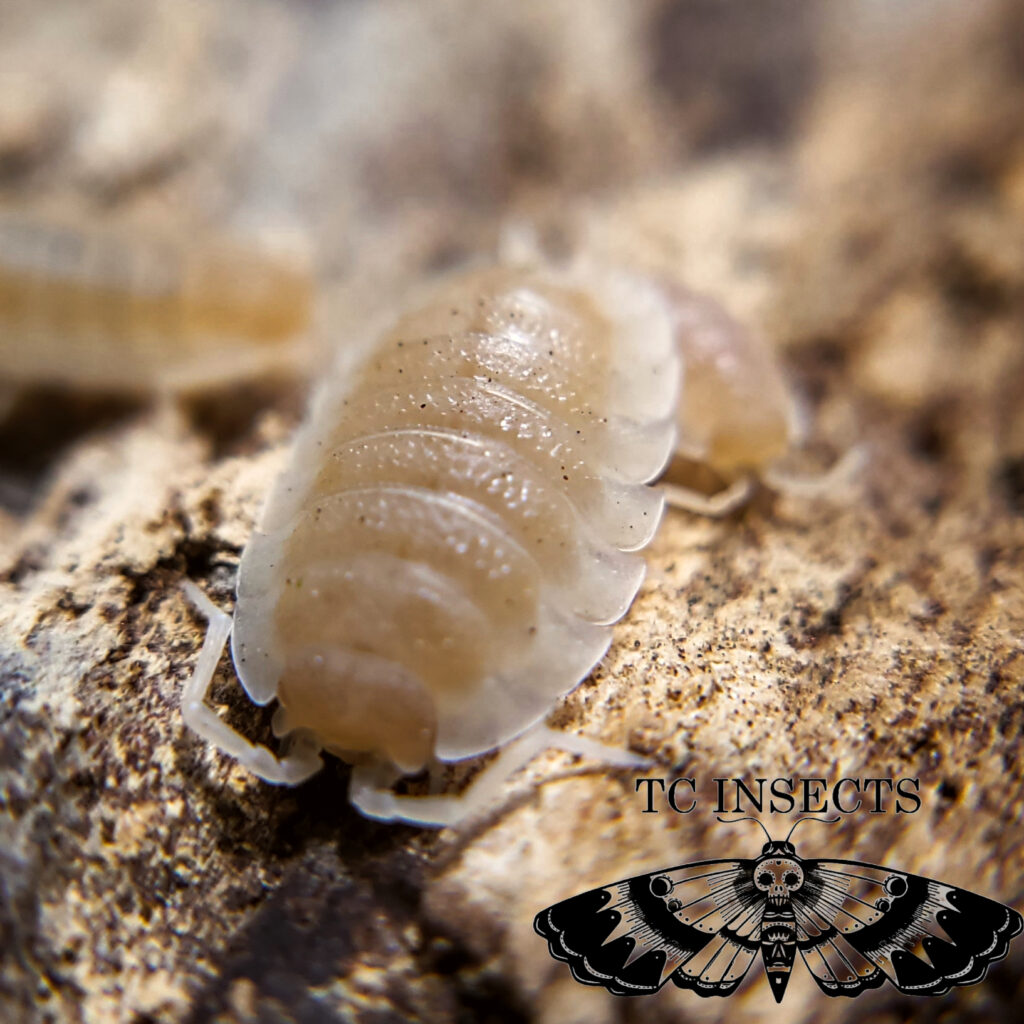 Porcellio scaber 'Lemon snow" - TC INSECTS