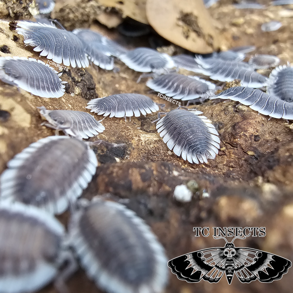 Porcellio Werneri 'Greek Shield' - TC INSECTS