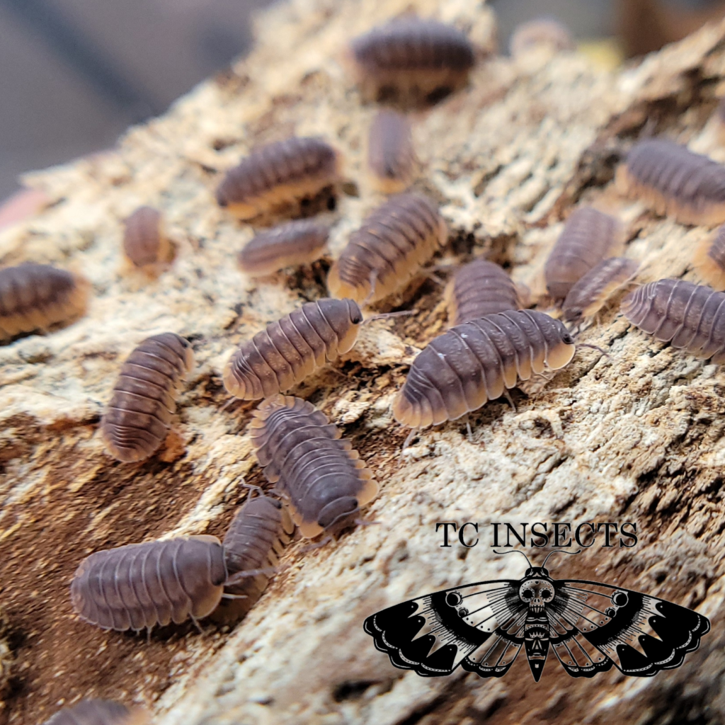 Cubaris 'Red Edge' - TC INSECTS