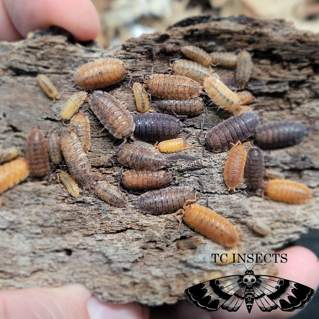 Porcellio scaber 'Lemonade' - TC INSECTS