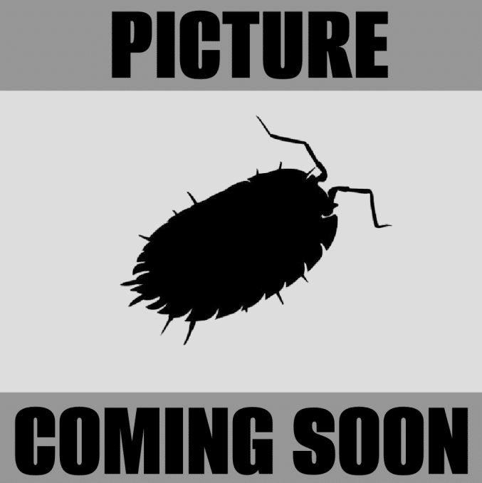 Porcellio Werneri 'Greek Shield' | Rare isopods