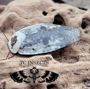 Gyna caffrorum 'Chrome' Roach" - TC INSECTS