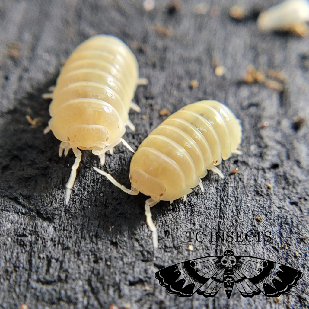 Armadillidium vulgare "T- Albino" - TC INSECTS