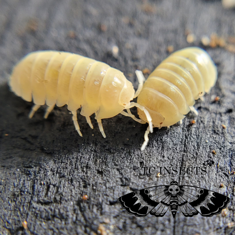 Armadillidium vulgare "T- Albino" - TC INSECTS
