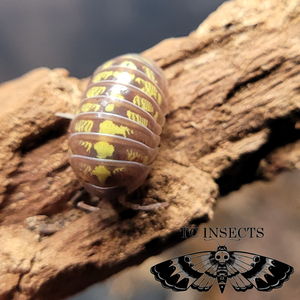 Armadillidium vulgare "T+Albino" - TC INSECTS
