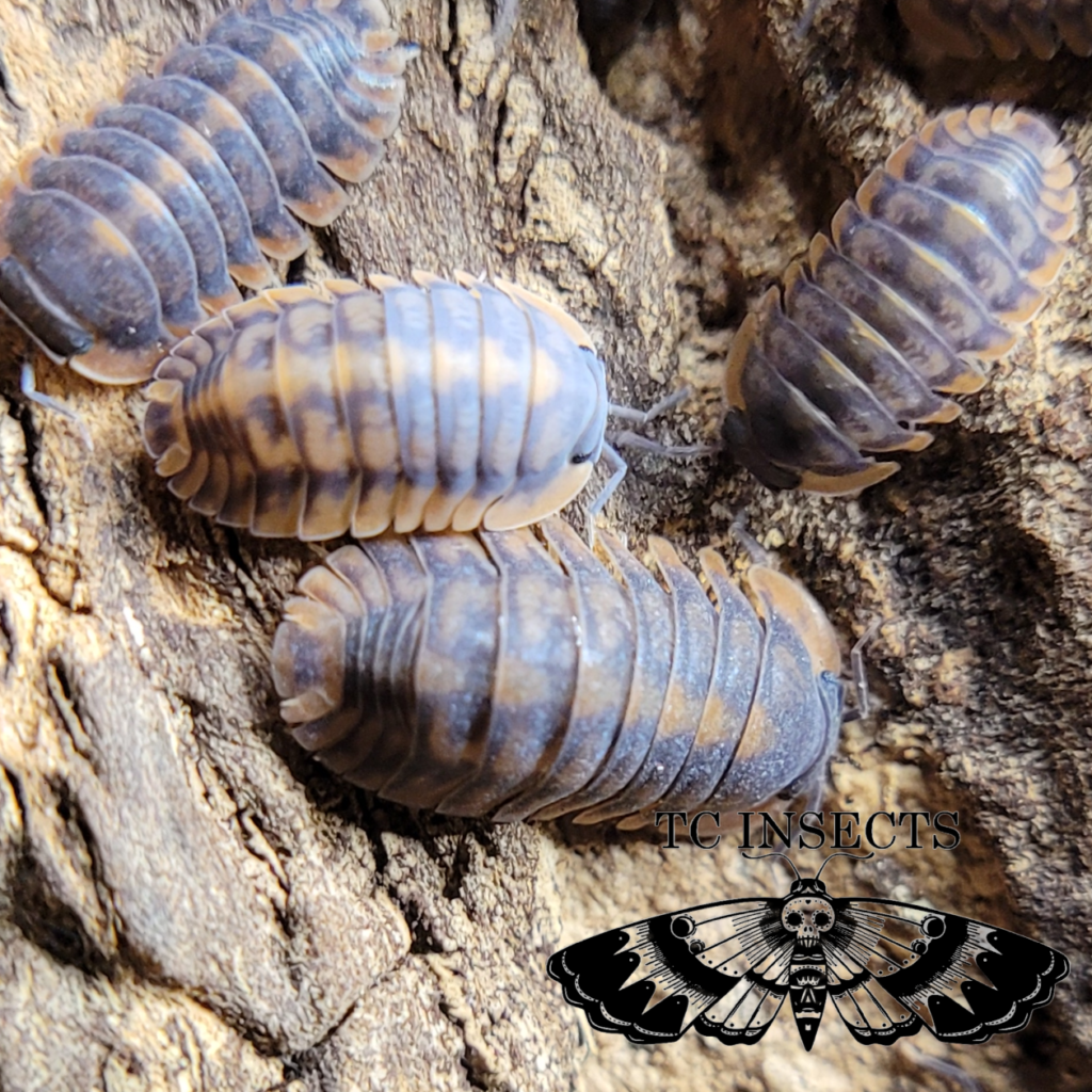 Cubaris Sp. 'Red Tiger' - TC INSECTS