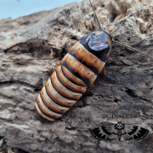 Elliptorhina javanica "Halloween Hissing Cockroach" - TC INSECTS