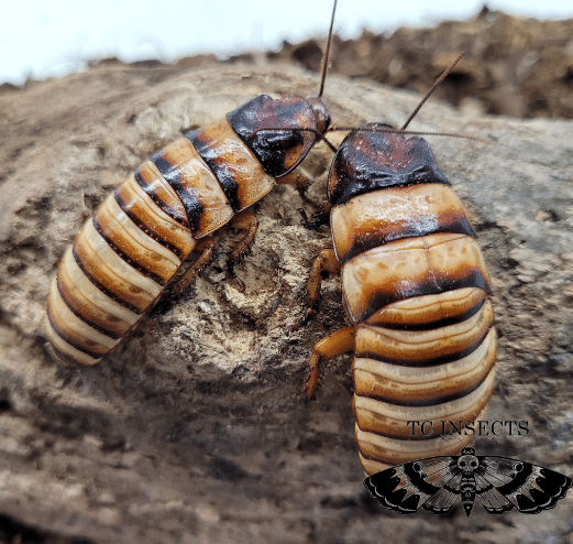 Elliptorhina javanica "Halloween Hissing Cockroach" - TC INSECTS