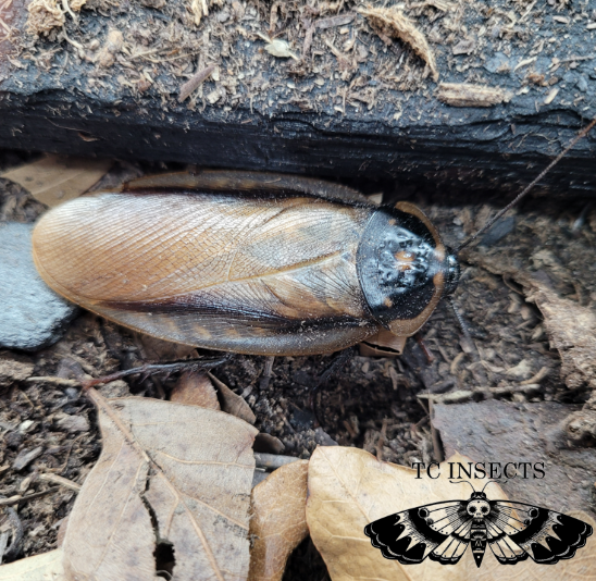 Byrsotria fumigata super Cuban Burrowing Roach