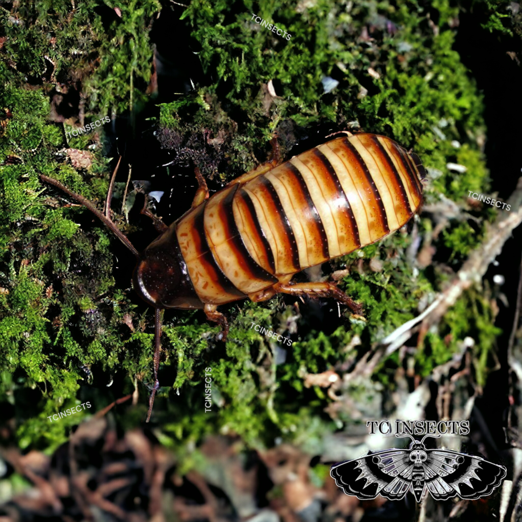 Elliptorhina javanica "Halloween Hissing Cockroach" - TC INSECTS
