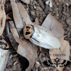 Micro Hooded Roaches (Compsodes schwarzi) - TC INSECTS