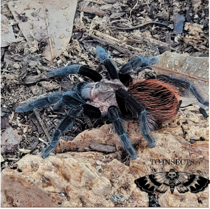 Tliltocatl vagans | Mexican Red rump tarantula - TC INSECTS