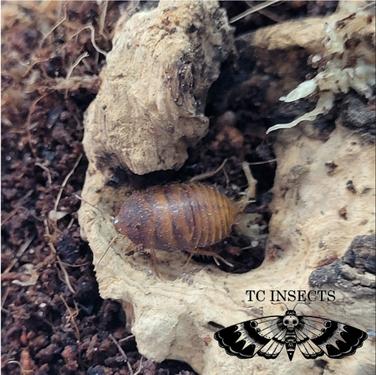 Ergaula pilosa "Big black beetle mimic Roach" - TC INSECTS