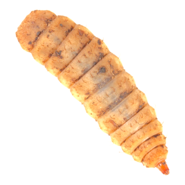 Buy Small Black Soldier Fly Larvae For Sale