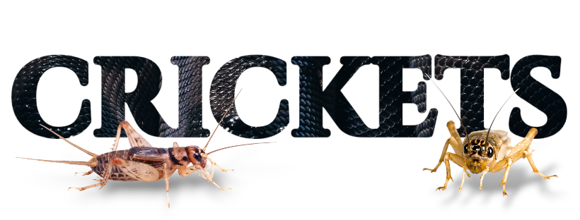 Pinhead Crickets