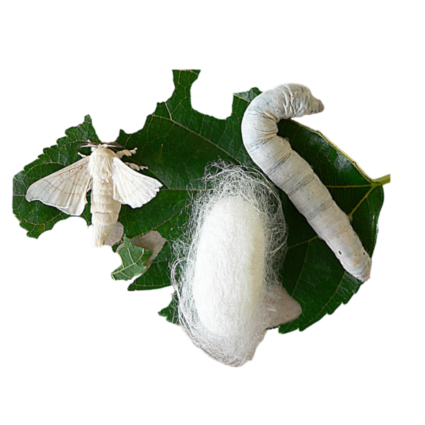 Silkworm Care Sheet - TC INSECTS