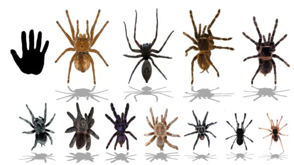 Choosing the Right Tarantula for You - TC INSECTS
