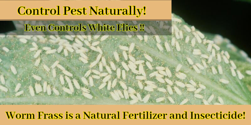 Mealworm | Worm Frass - TC INSECTS