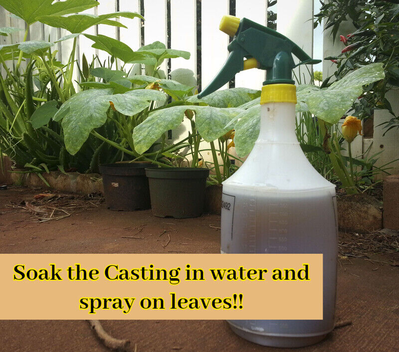 Mealworm | Worm Frass - TC INSECTS