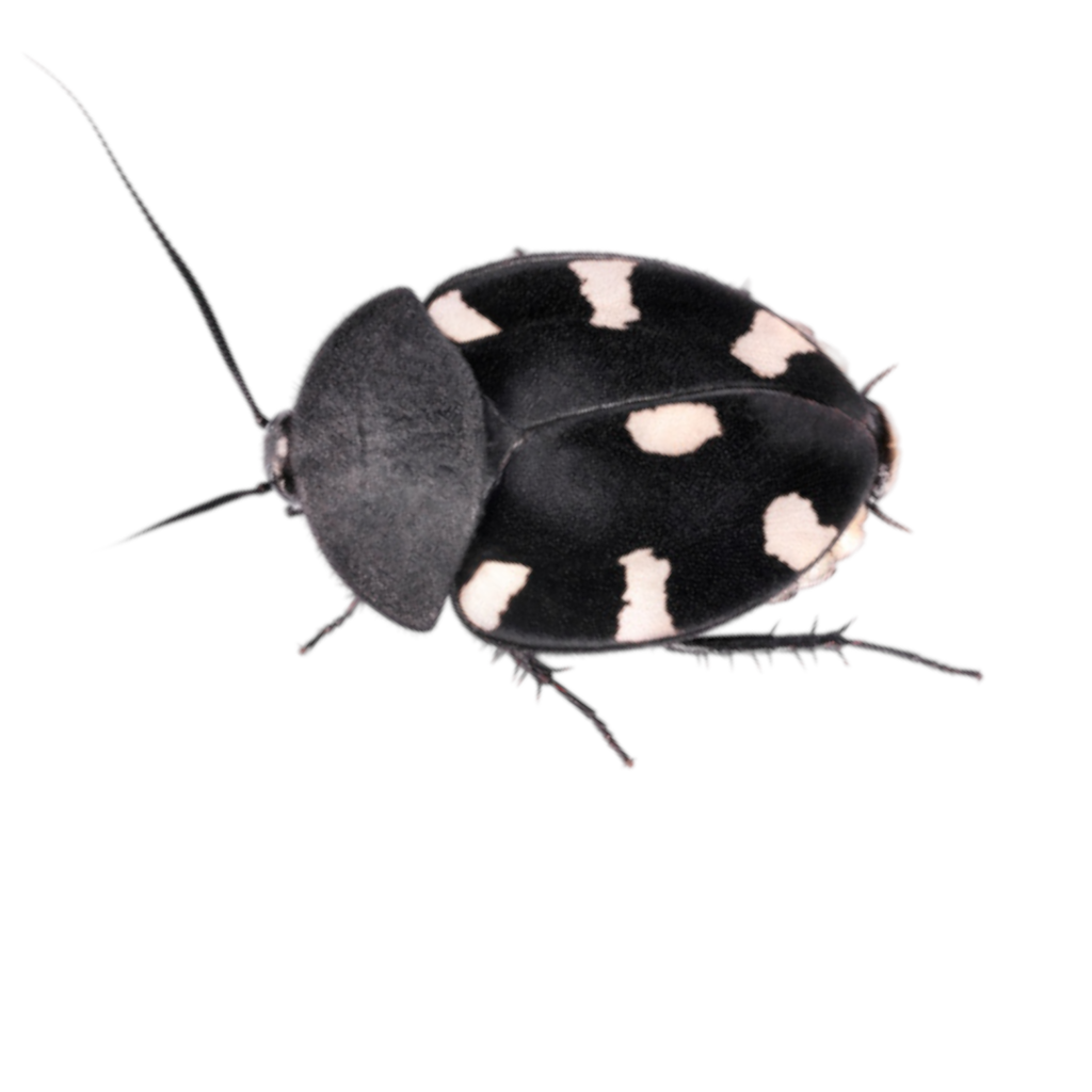 Bioactive and Exotic Insects Archives - TC INSECTS