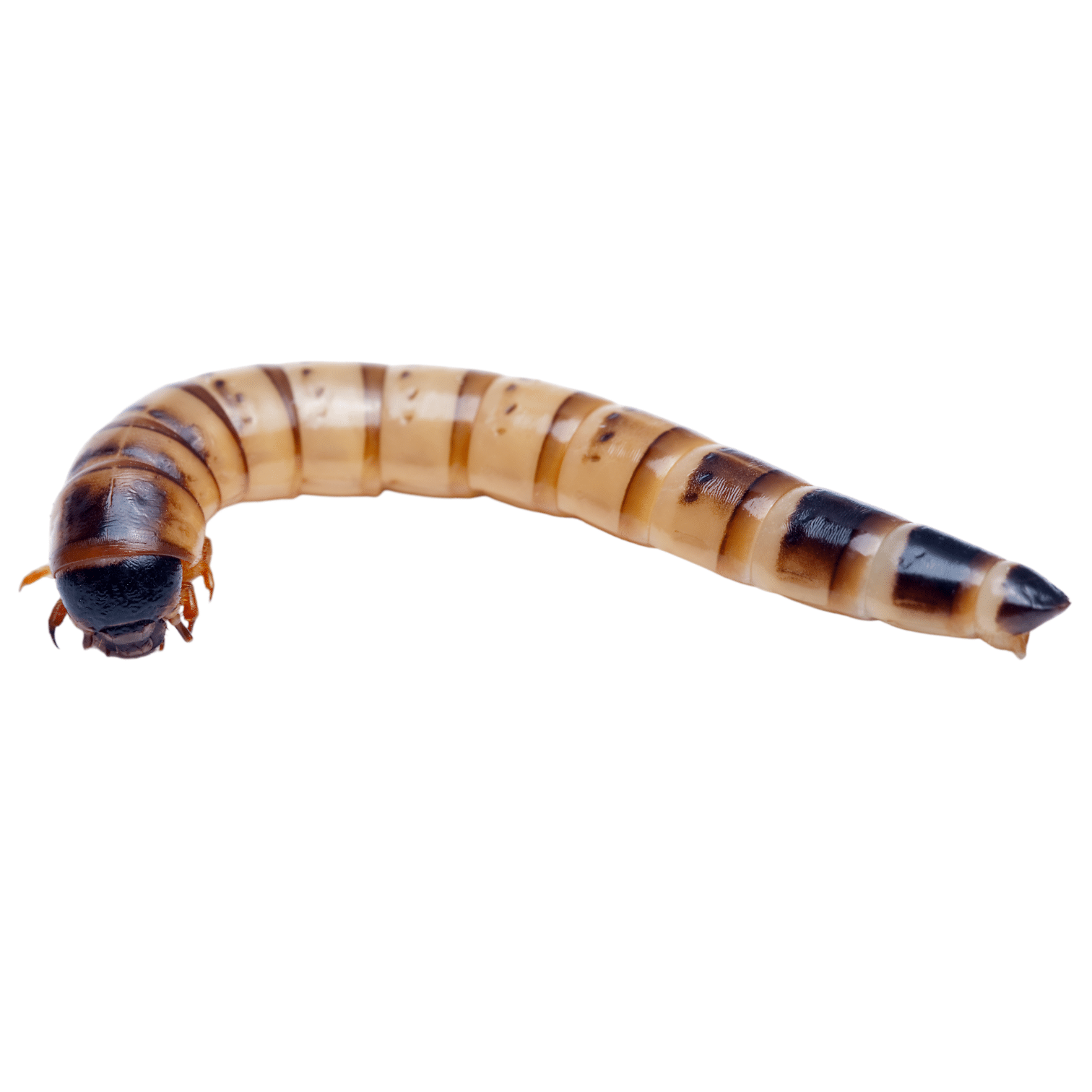 Buy Feeder Insects For Sale | 50% OFF Pet Store Prices