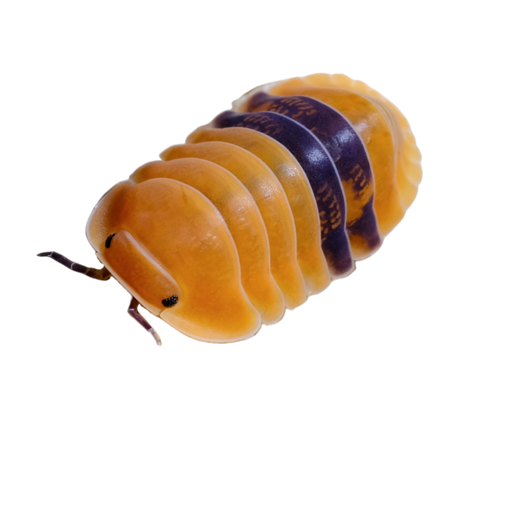 Bioactive and Exotic Insects Archives - TC INSECTS