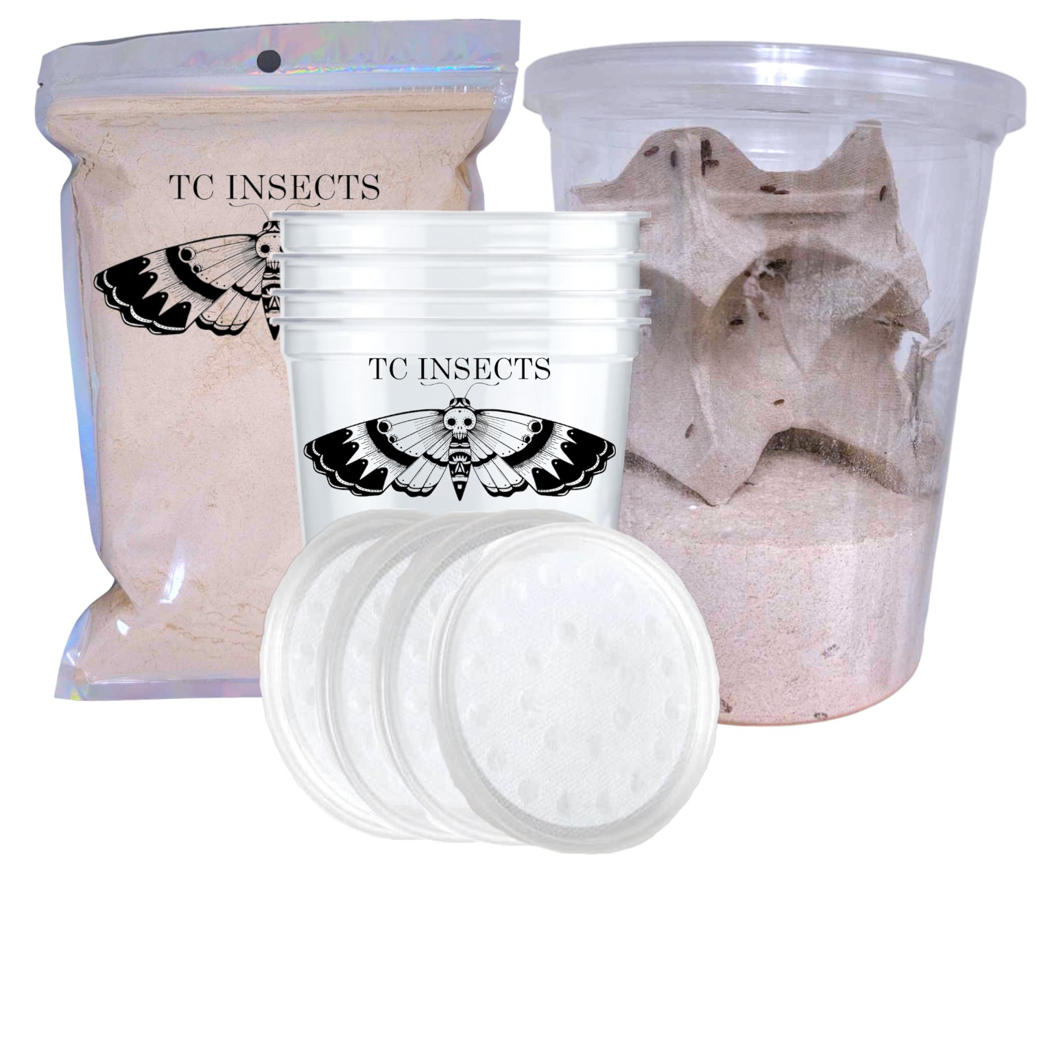 Rice Flour Beetle Culture Kit - TC INSECTS
