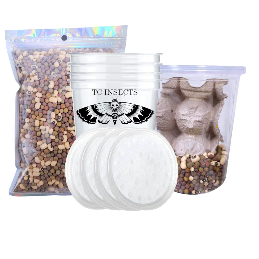 Bean Beetle Culture Kit - TC INSECTS