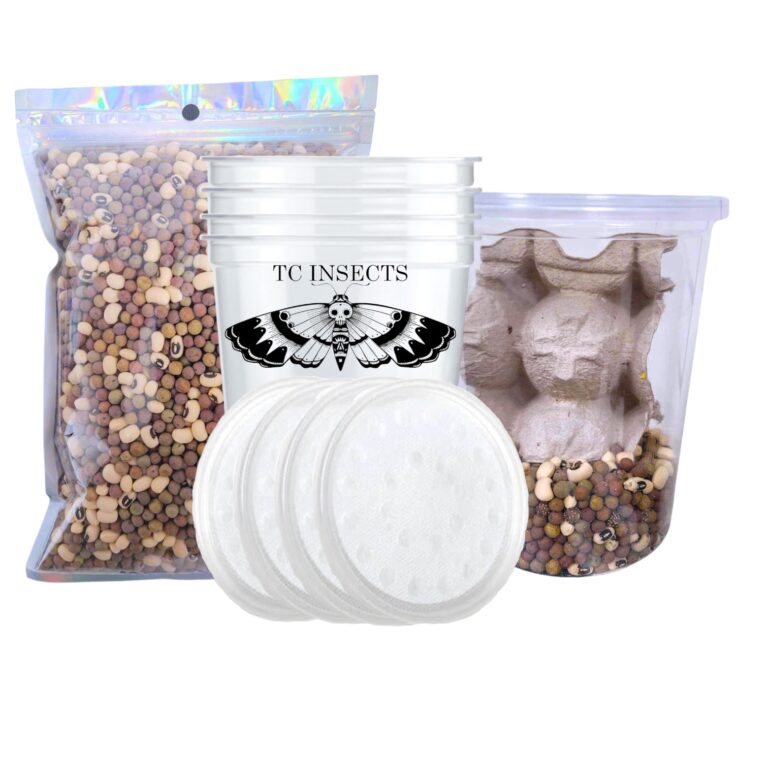 Bean Beetle Culture Kit - TC INSECTS