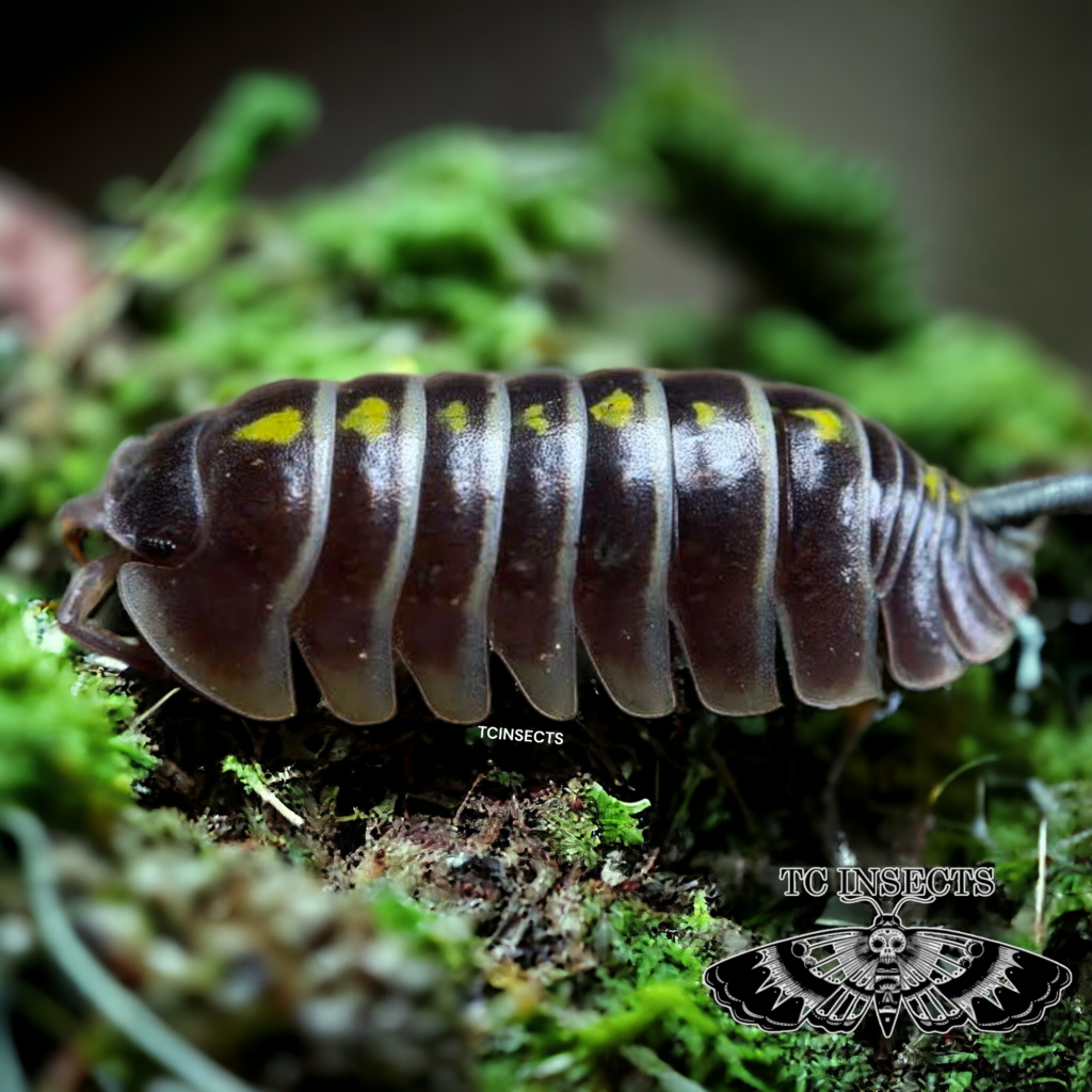 Armadillidium germanicum "Darth Vader" - TC INSECTS