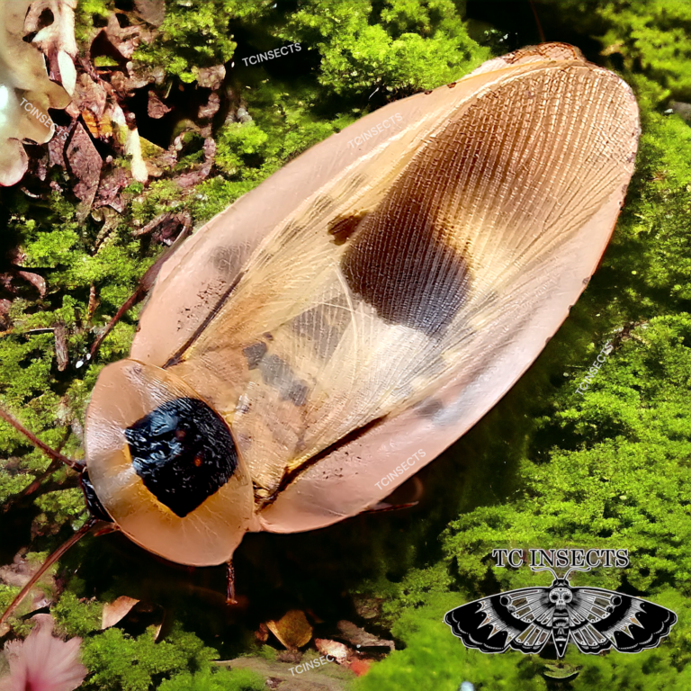 Blaberus giganteus "Giant Cave Roach" - TC INSECTS