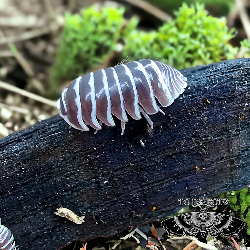 Armadillidium maculatum - Chocolate Zebra - TC INSECTS