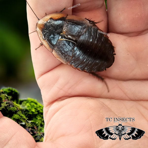 Byrsotria fumigata "Cuban Burrowing Roach" - TC INSECTS