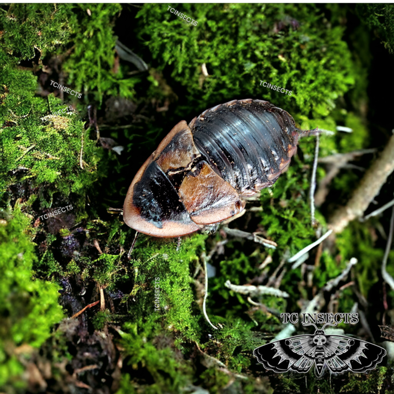 Byrsotria fumigata "Cuban Burrowing Roach" - TC INSECTS