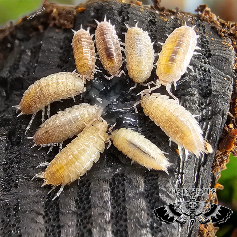 Niambia capensis "African cape isopod" - TC INSECTS