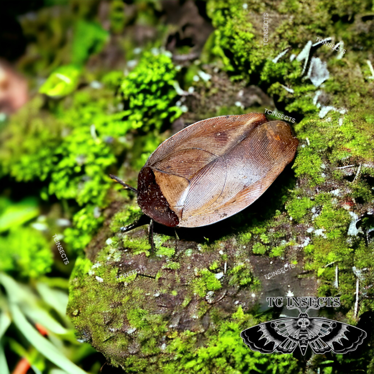 Gyna capucina "Pink Roach" - TC INSECTS