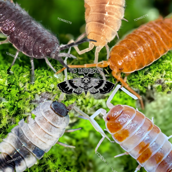 Isopods for Sale | $8.99 and Up | #1 Supplier