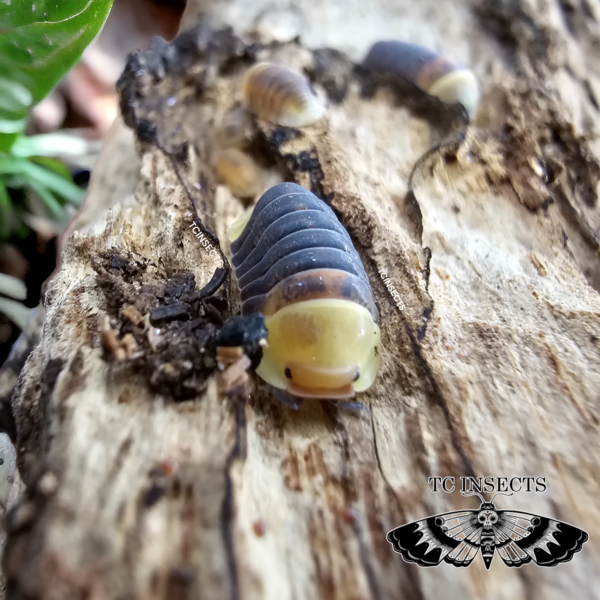 Cubaris Sp. "Rubber Ducky" - TC INSECTS