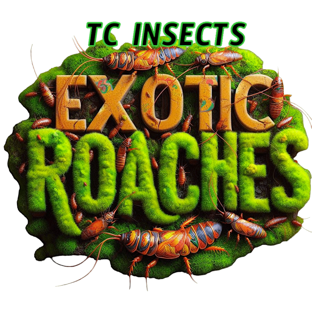 Exotic Roaches - TC INSECTS