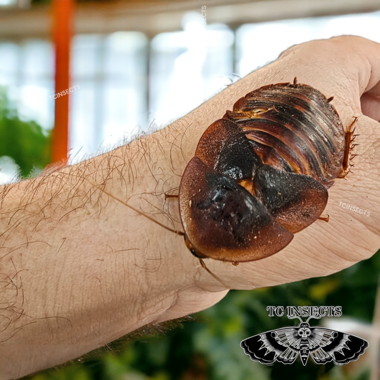 Hemiblabera tenebricosa "Horseshoe Crab Roach" - TC INSECTS