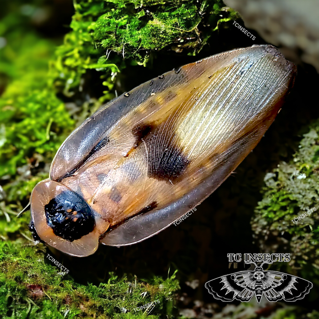 Blaberus cf. peruvianus "Peruvian Cave roach" - TC INSECTS