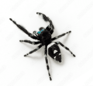 Regal Jumping Spider | Phidippus regius | Male - TC INSECTS