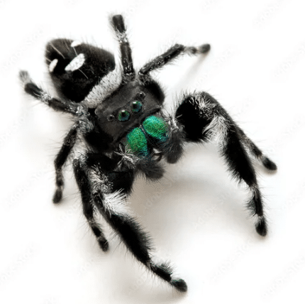 Regal Jumping Spider | Phidippus regius | Male - TC INSECTS