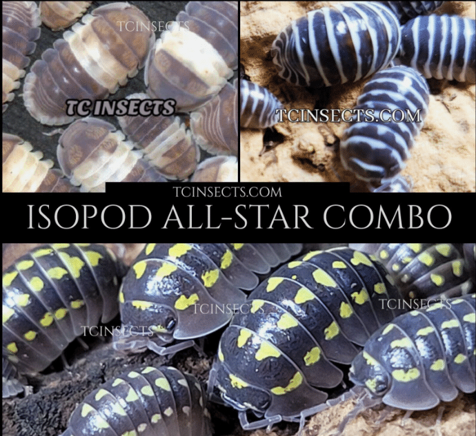 All Star Combo | 15+ Zebra | 15+ Gestroi | 15+ Panda King - TC INSECTS