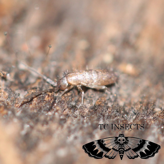 Pogonognathellus dubius | Giant Silver Bullet Springtails - TC INSECTS