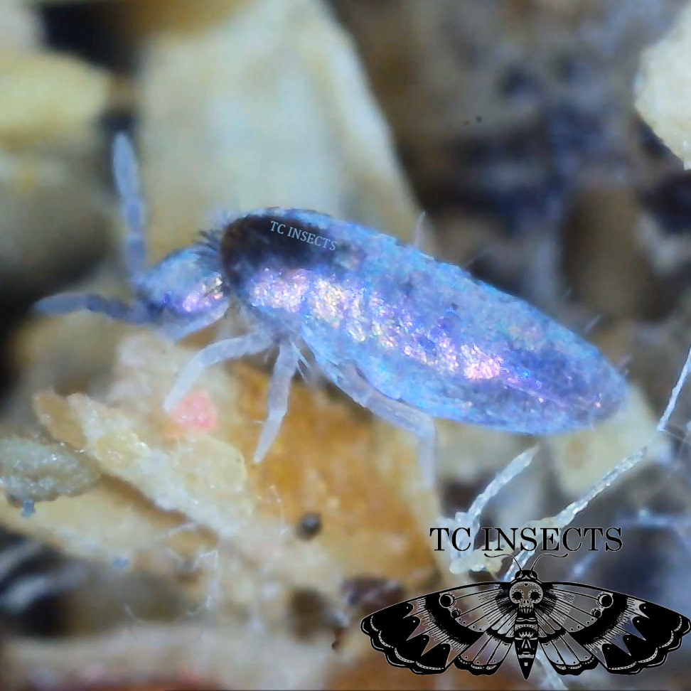 Lepidocyrtus sp. | Micro Gold Springtails - TC INSECTS