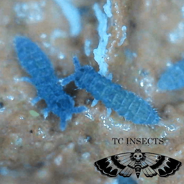 Hypogastruridae sp | Tiny Blue - TC INSECTS